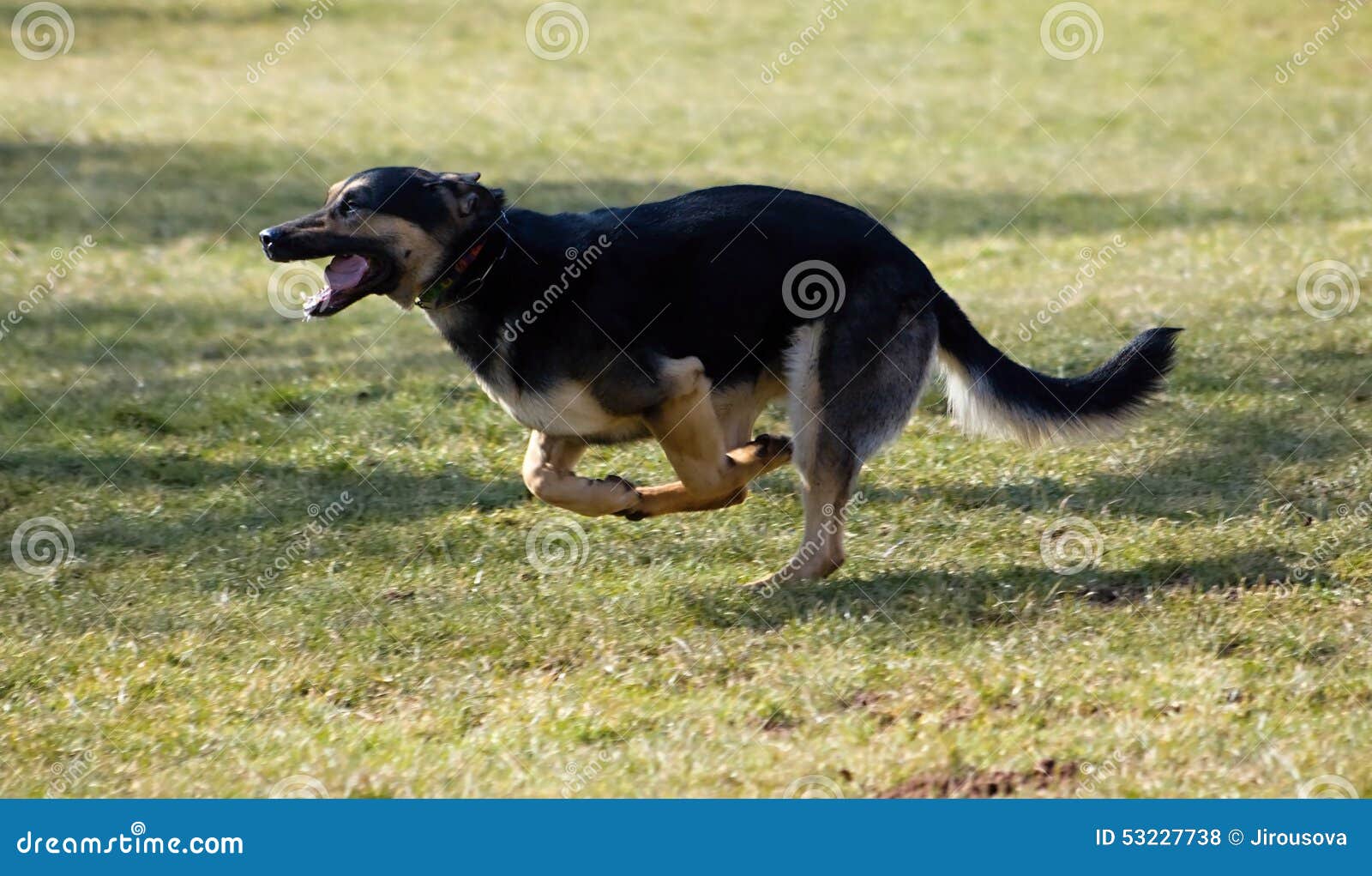Running dog stock photo. Image of runn, fast, happy, running - 53227738
