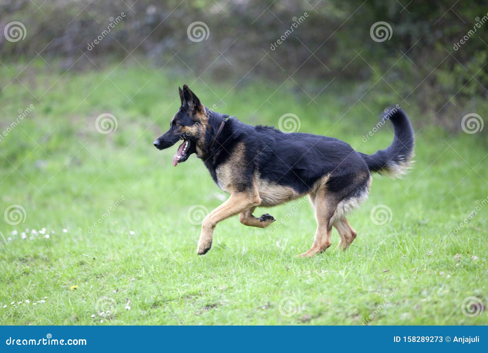 Running Dog German Shepard in Field Stock Image - Image of cute ...