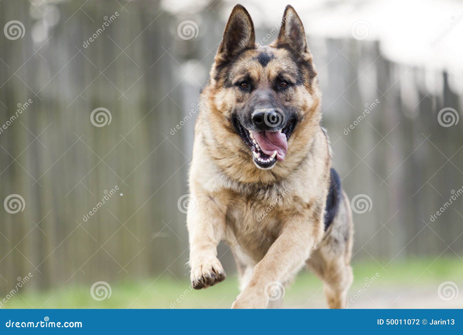 Running Dog - German Shepherd Stock Photo - Image of canine, animal ...