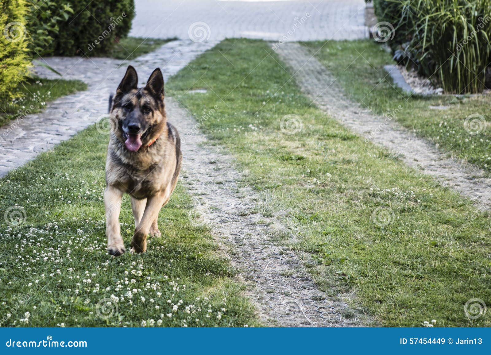 Running Dog - German Shepherd Stock Image - Image of ball, nature: 57454449