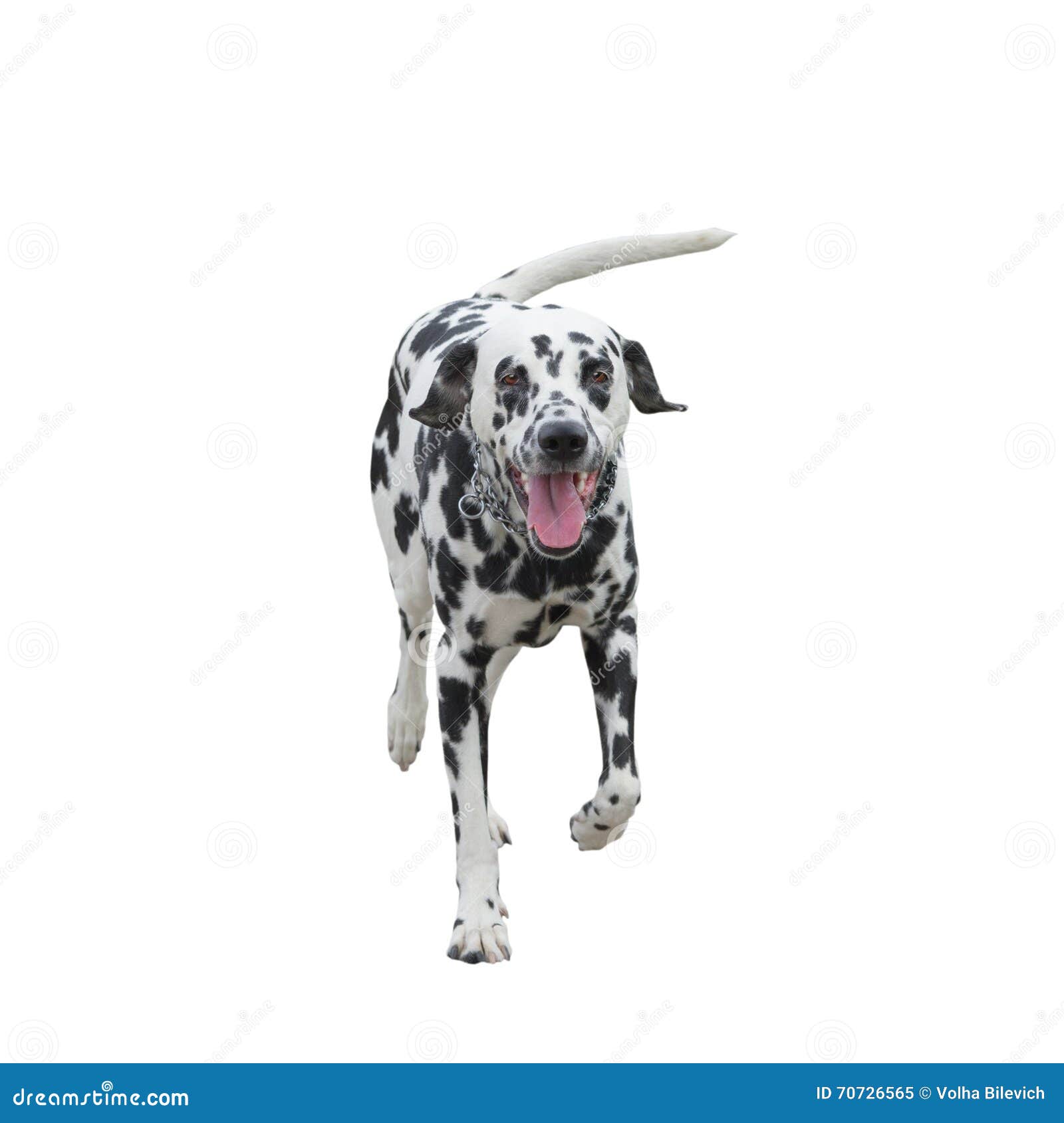 Running Dog -- Isolated on White Background Stock Image - Image of ...
