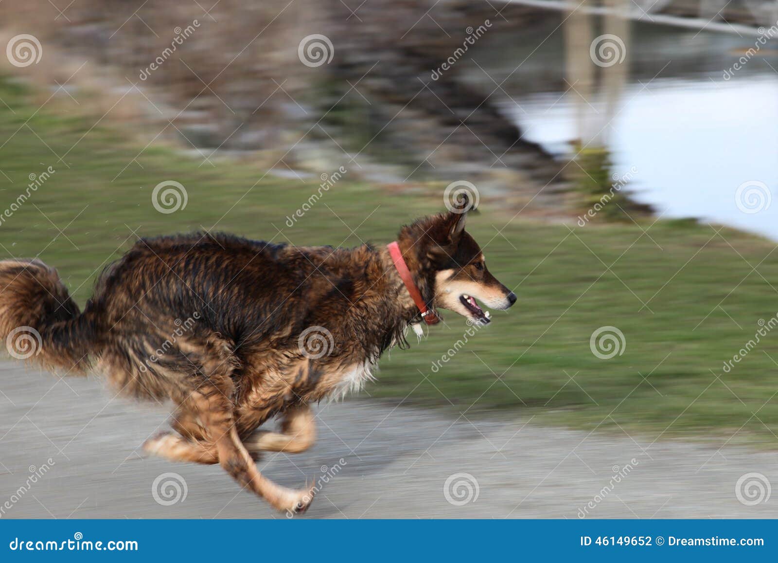 Running dog in motion stock photo. Image of success, motivation - 46149652