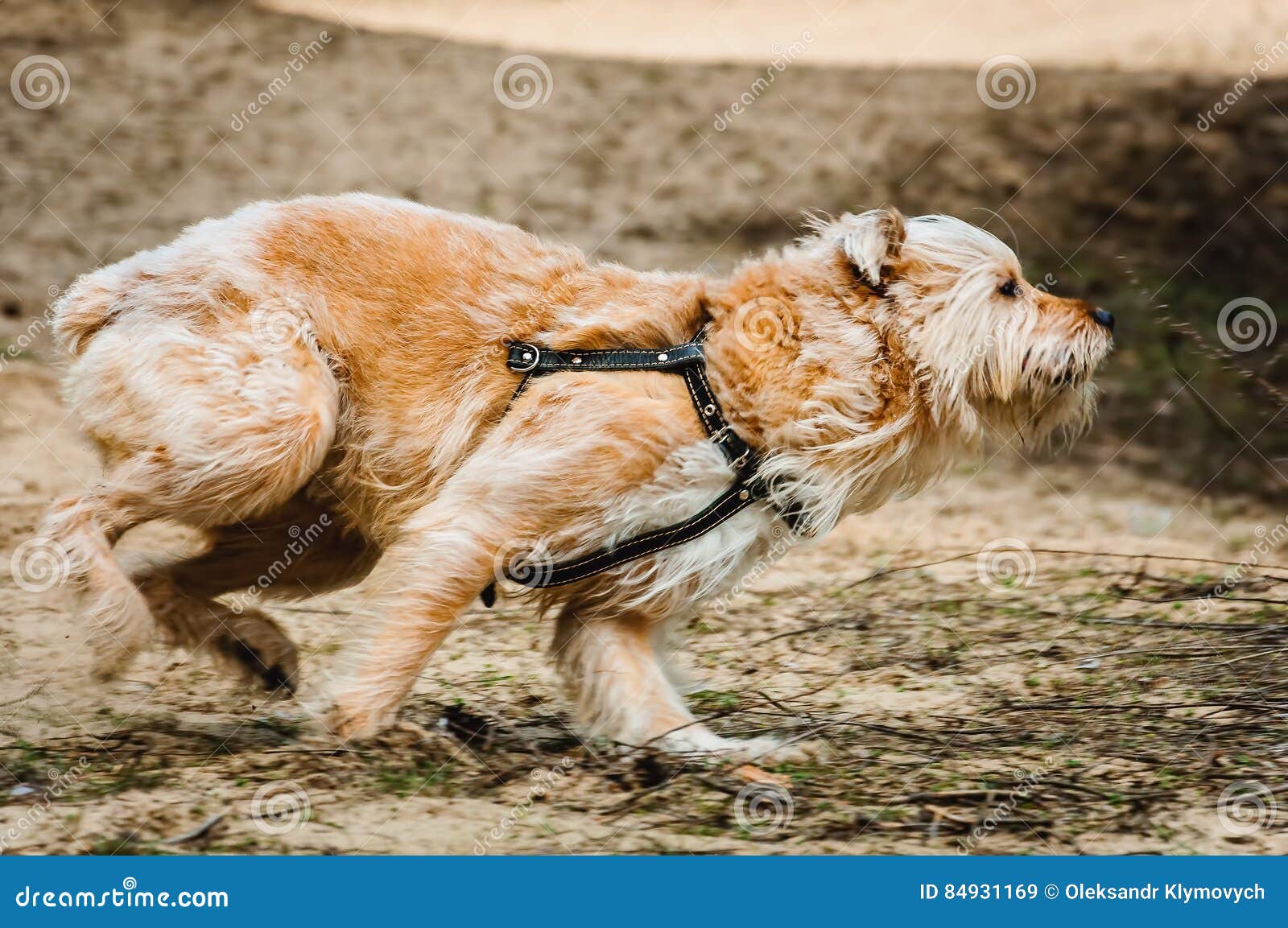 Running dog stock image. Image of rapidly, walk, pooch - 84931169