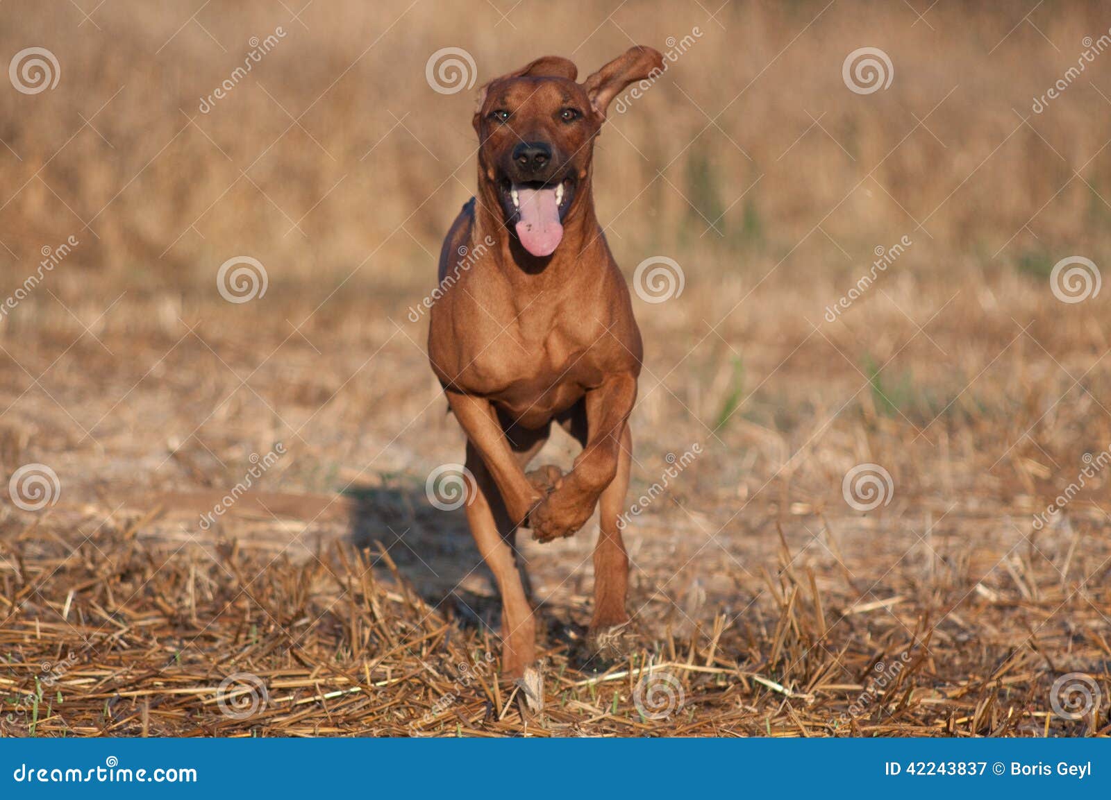 Running dog stock image. Image of strong, eyes, ridgeback - 42243837