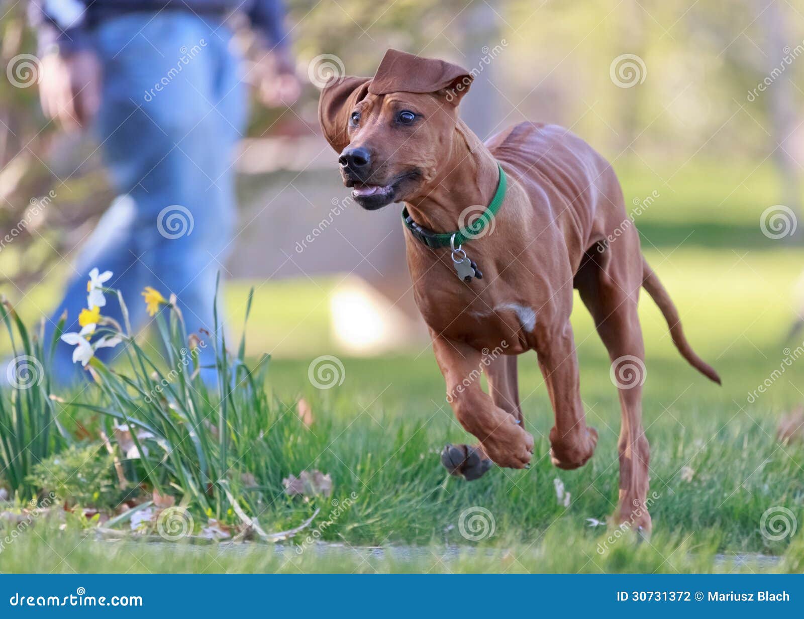 Running dog stock photo. Image of friend, green, meadow - 30731372