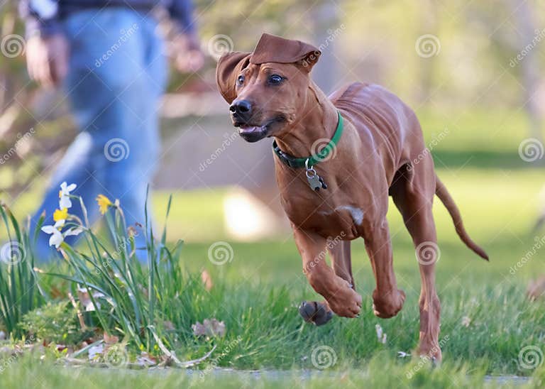 Running dog stock photo. Image of friend, green, meadow - 30731372
