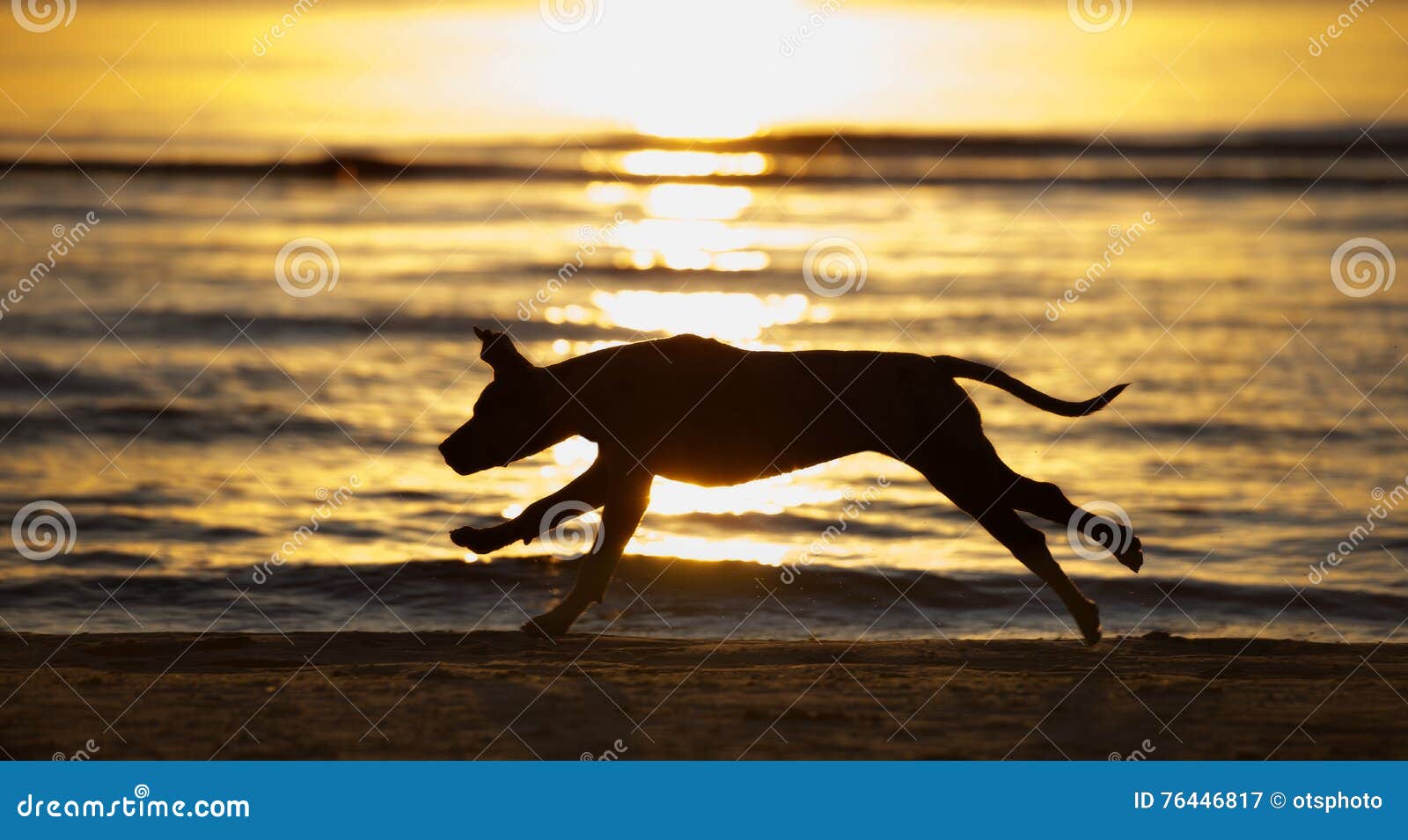 Running Dog Silhouette on the Beach at Sunset Stock Image - Image of ...