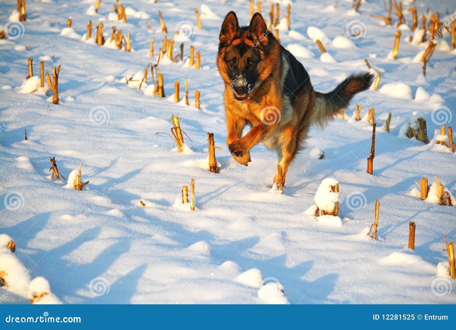 Running dog on snow stock image. Image of tears, play - 12281525