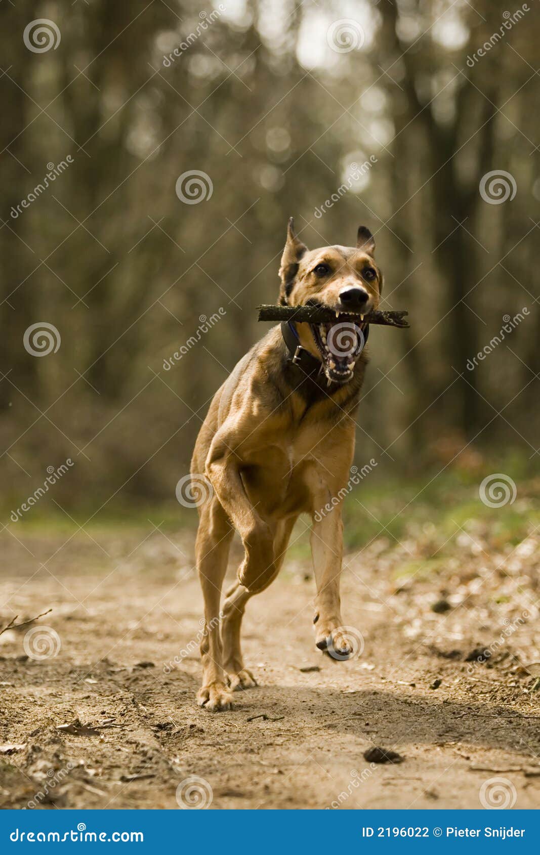 Running dog with stick stock photo. Image of action, playing - 2196022