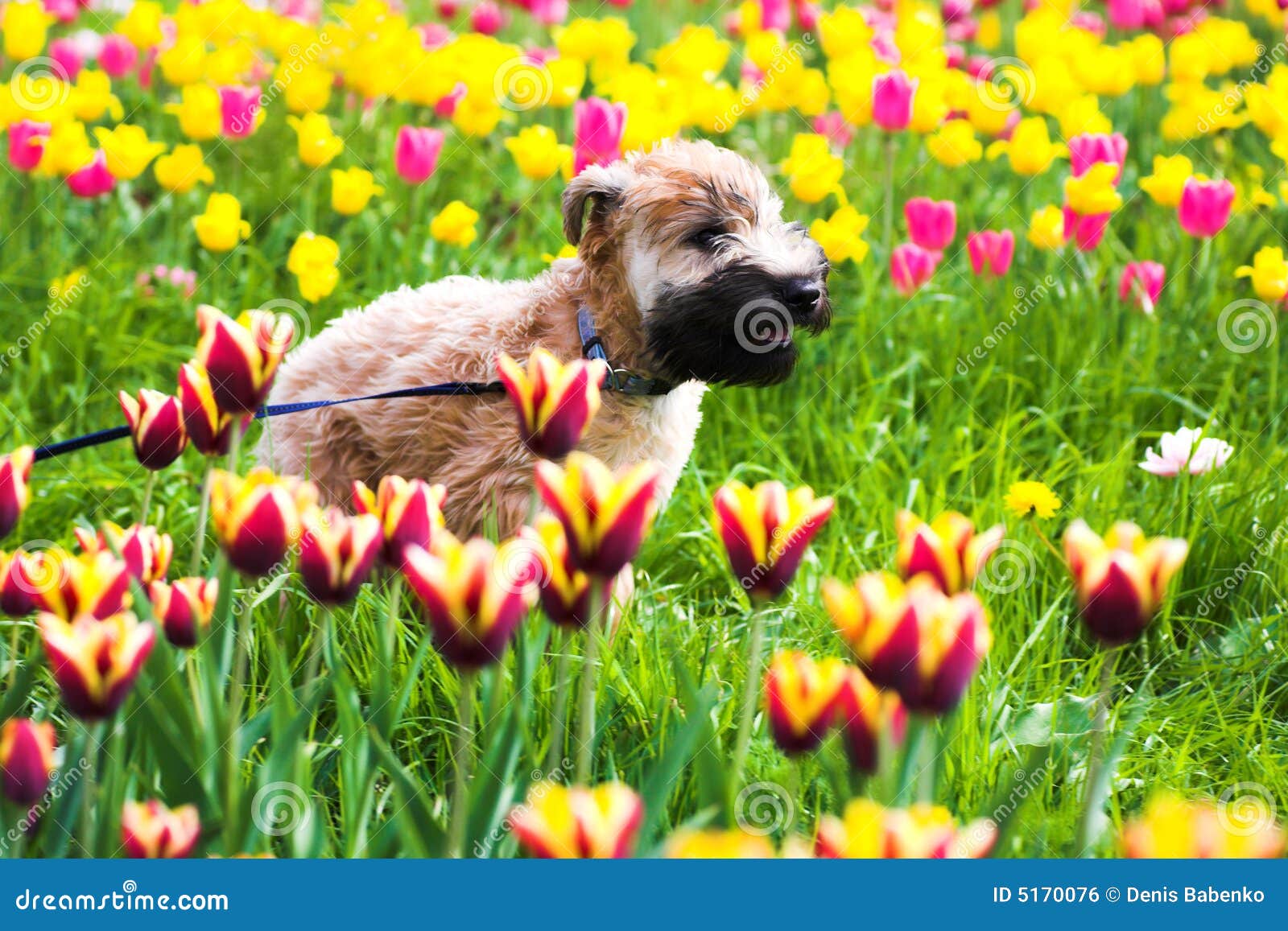 Running dog on Tulips stock photo. Image of action, clean - 5170076