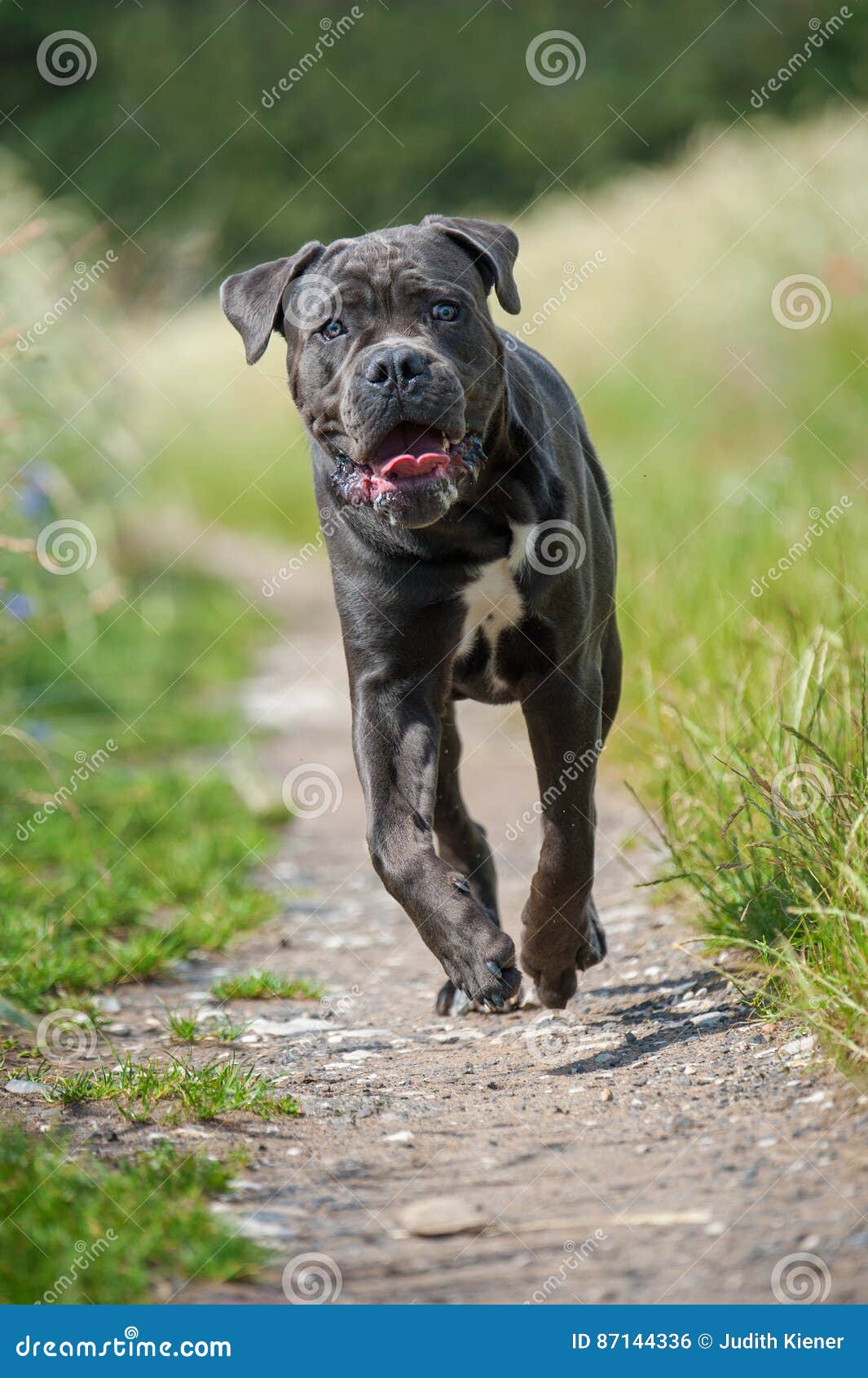 Running dog stock photo. Image of animal, running, witty - 87144336