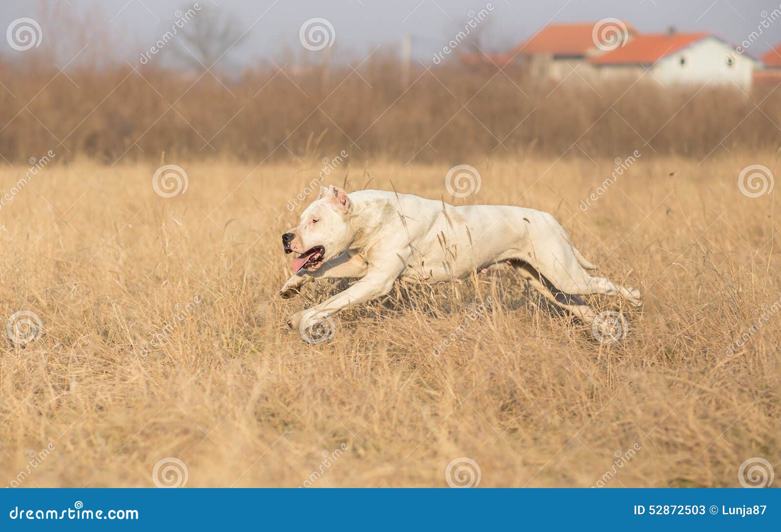 Running Dogo Argentino Royalty-Free Stock Photography | CartoonDealer ...