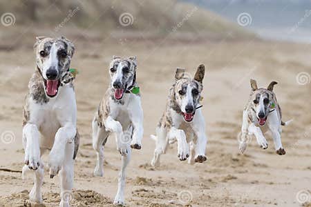 Running dogs stock image. Image of domestic, animal, runs - 19923945