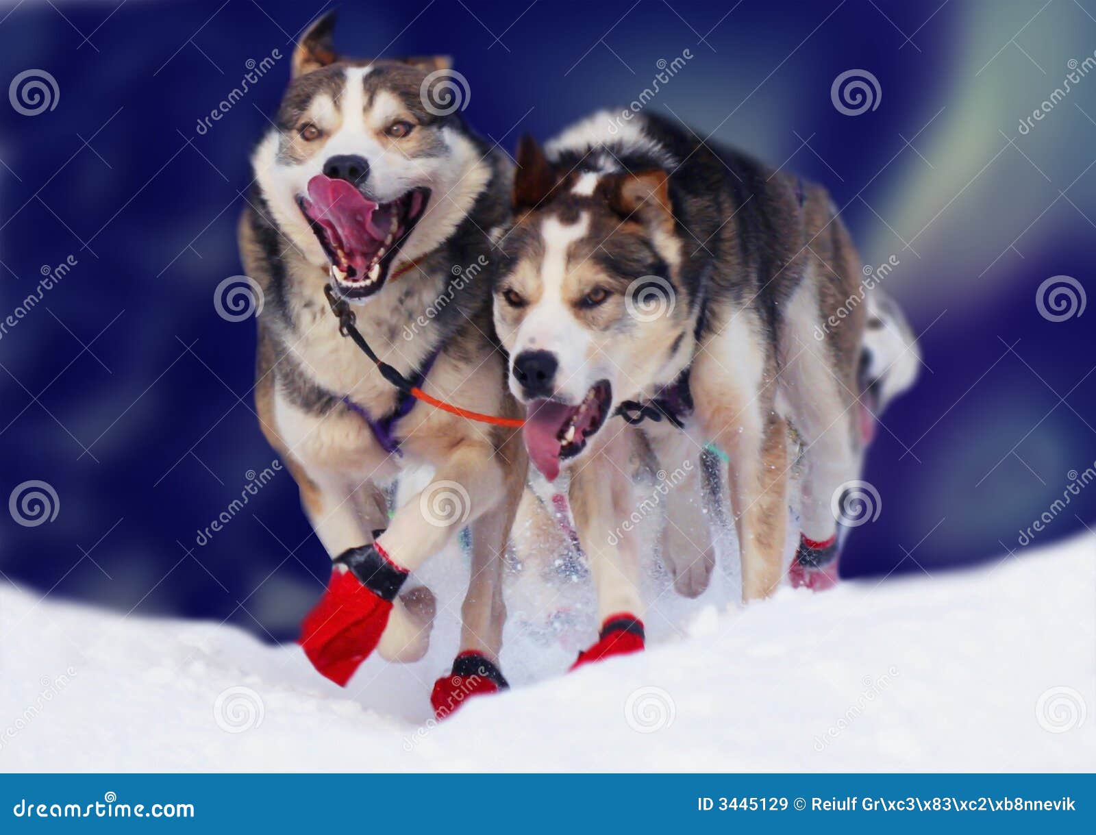Running dogs stock image. Image of husky, winte, harness - 3445129