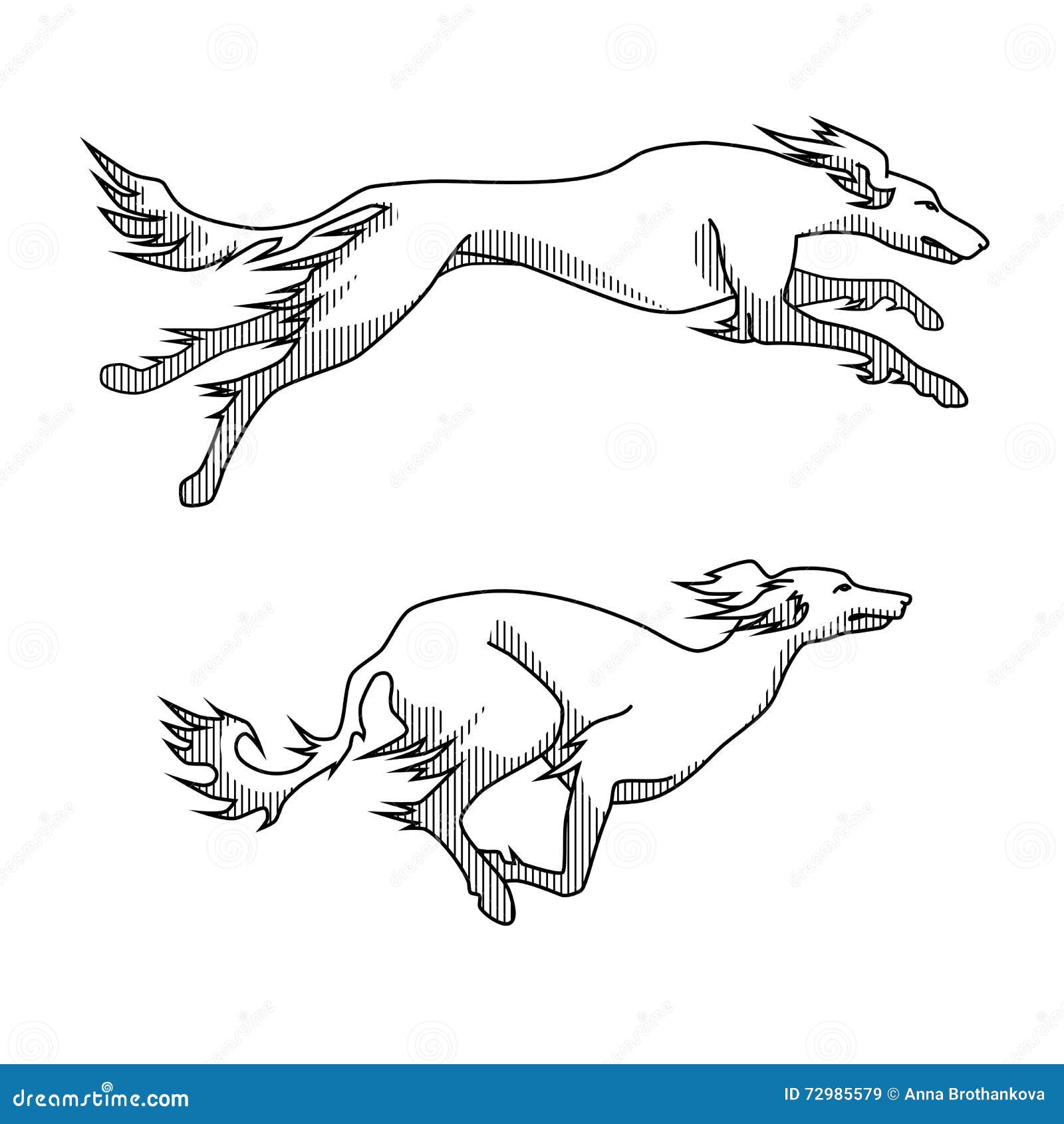 Running Dogs Saluki Breed, Two Poses Stock Vector - Illustration of ...