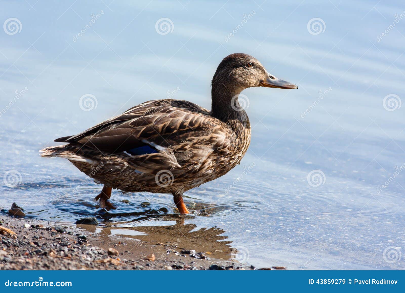 Running duck stock image. Image of travel, land, wildfowl - 43859279