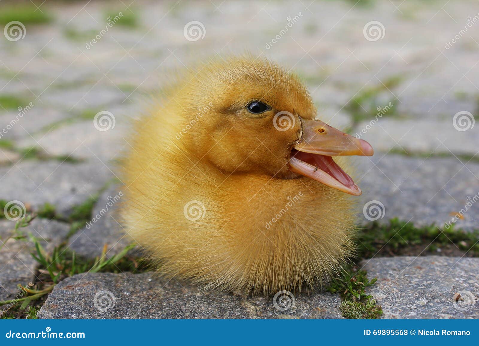 Running Duck with Open Beak Stock Photo - Image of anatidae, beak: 69895568