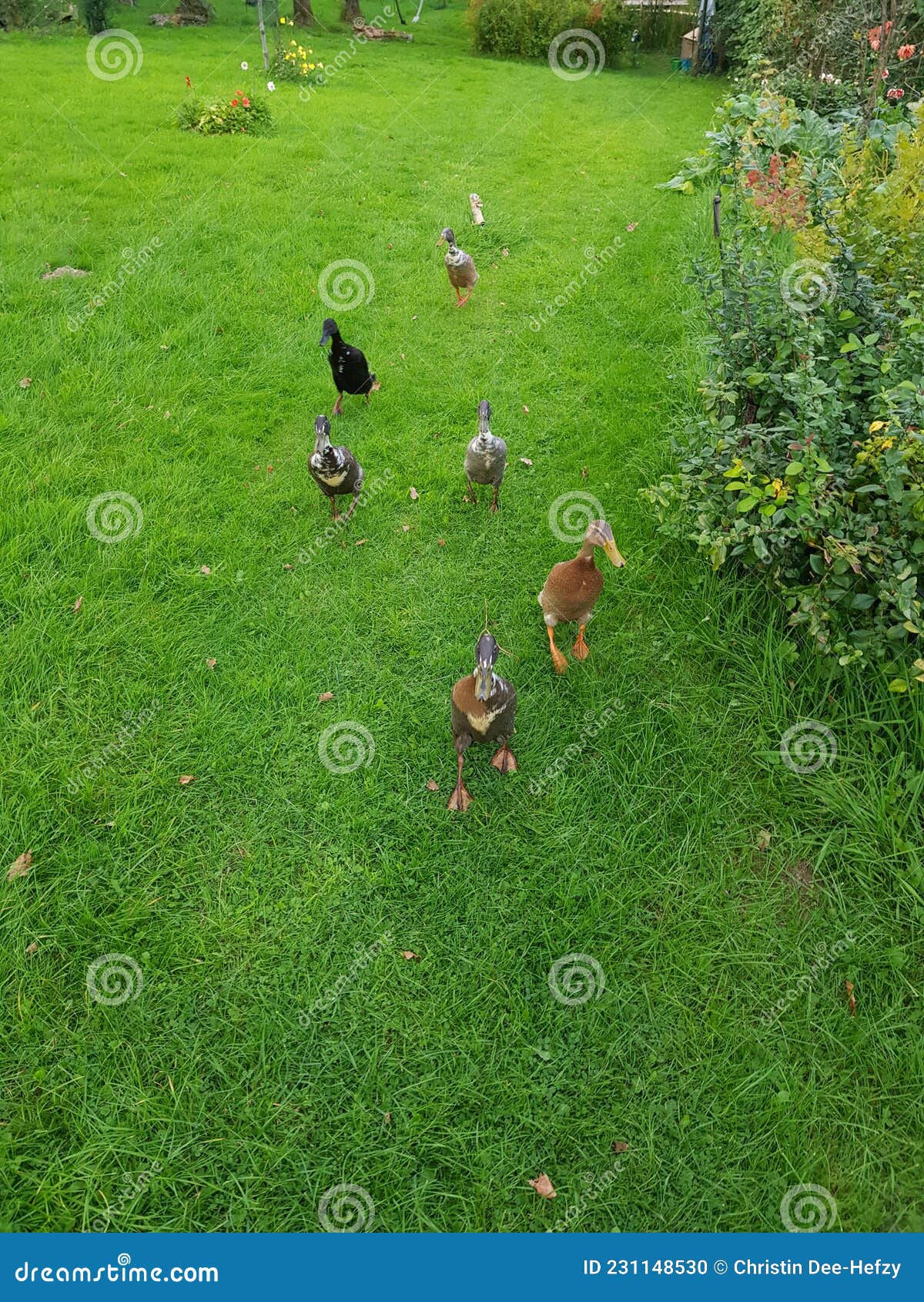 Running ducks in a garden stock photo. Image of running - 231148530