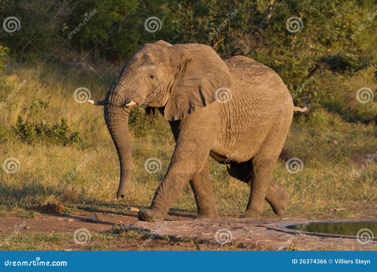 Running elephant stock photo. Image of safari, body, huge - 26374366