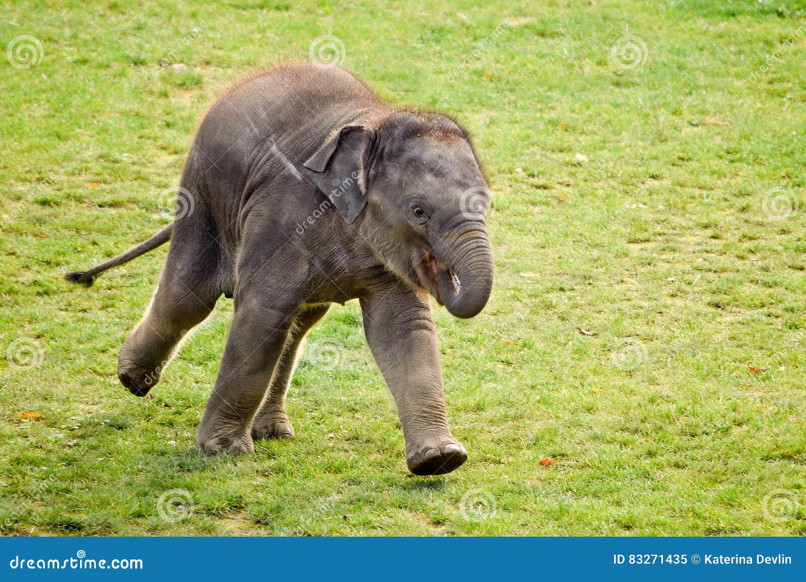 Running elephant calf stock image. Image of muscular - 83271435