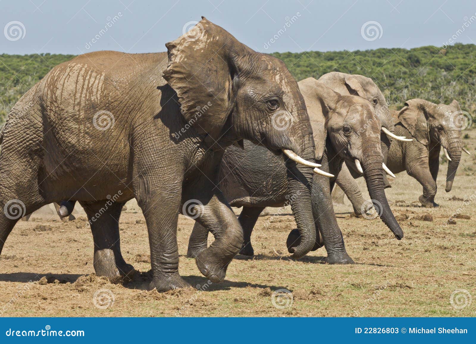 Running elephants stock image. Image of animal, herbivore - 22826803