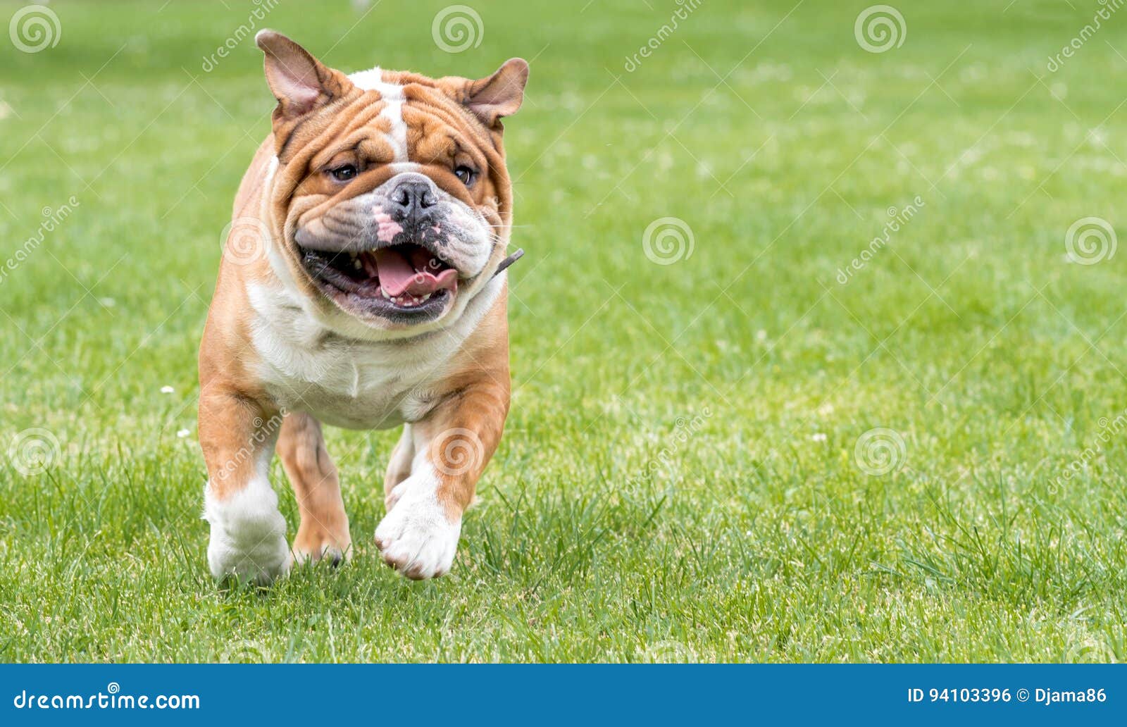 Running English bulldog stock photo. Image of adorable - 94103396