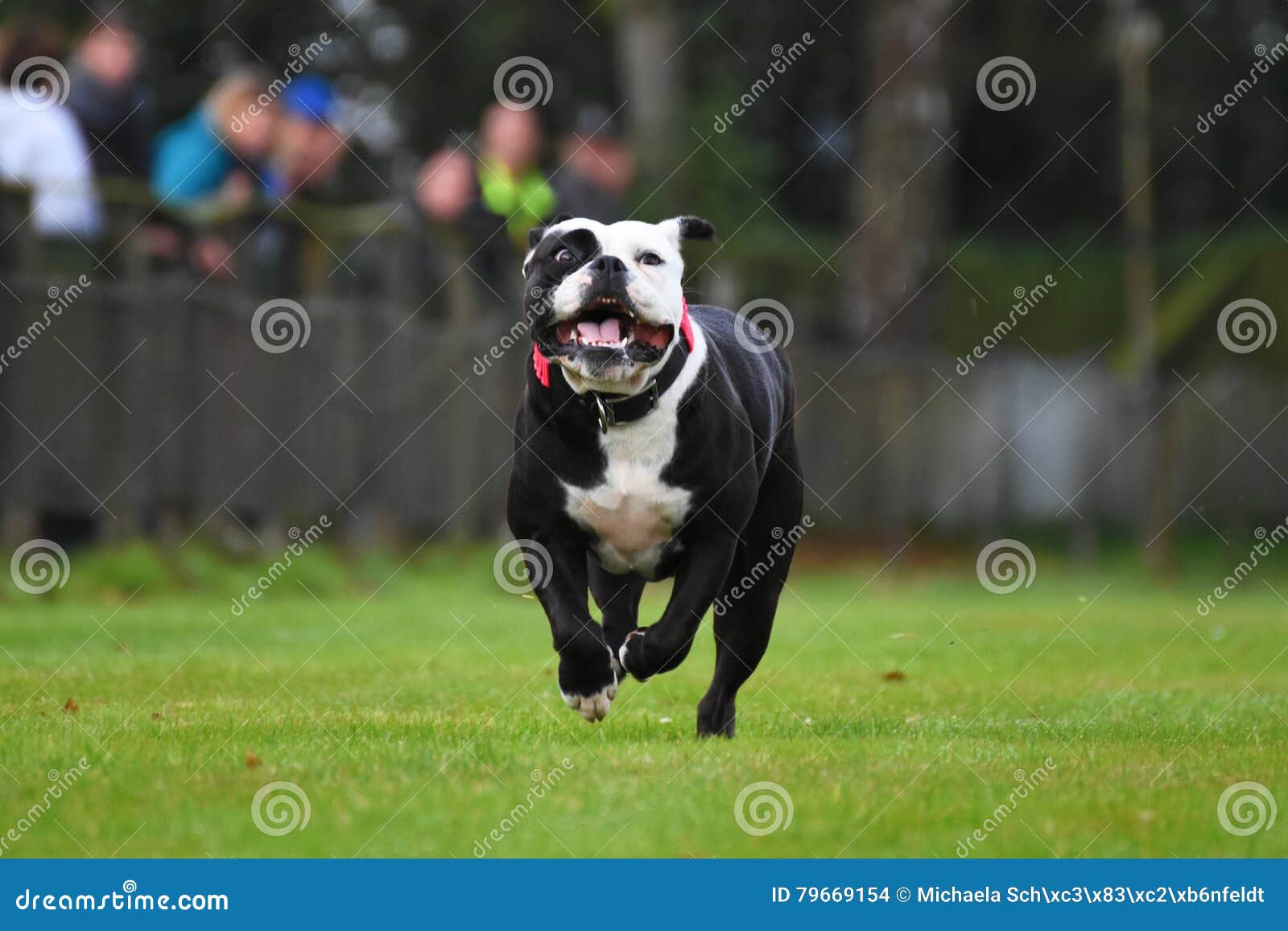 Running English Bulldog stock photo. Image of breed, cute - 79669154