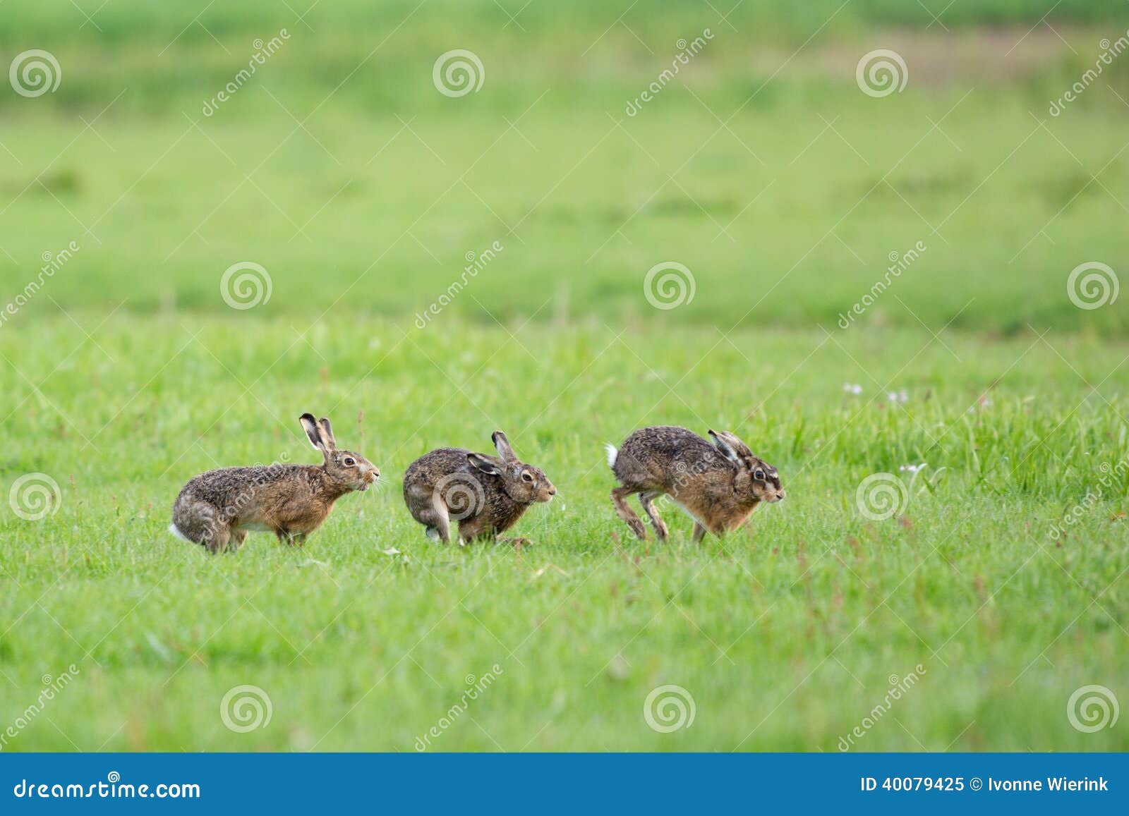 Running European hares stock image. Image of animals - 40079425