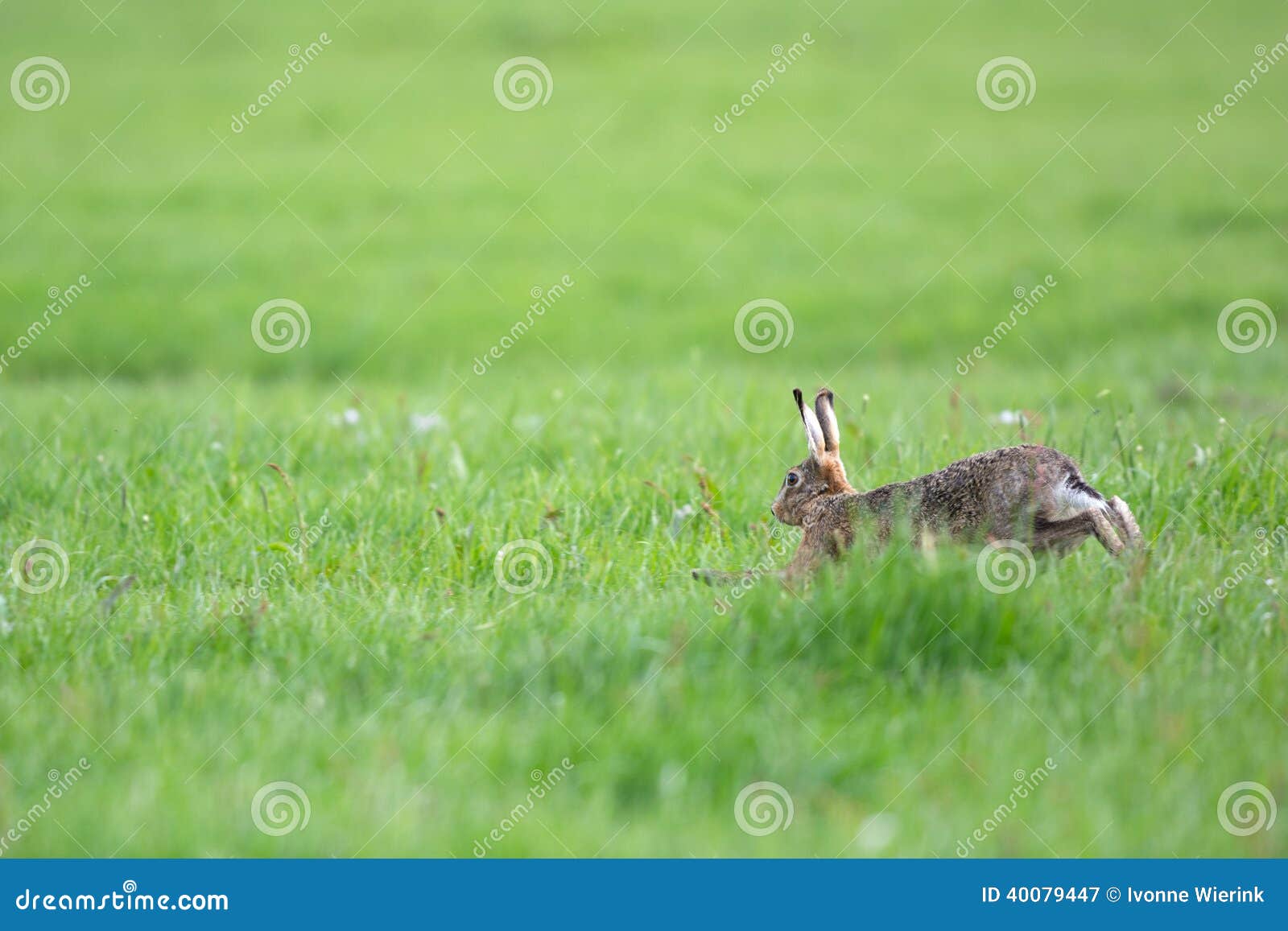 Running European hares stock image. Image of european - 40079447