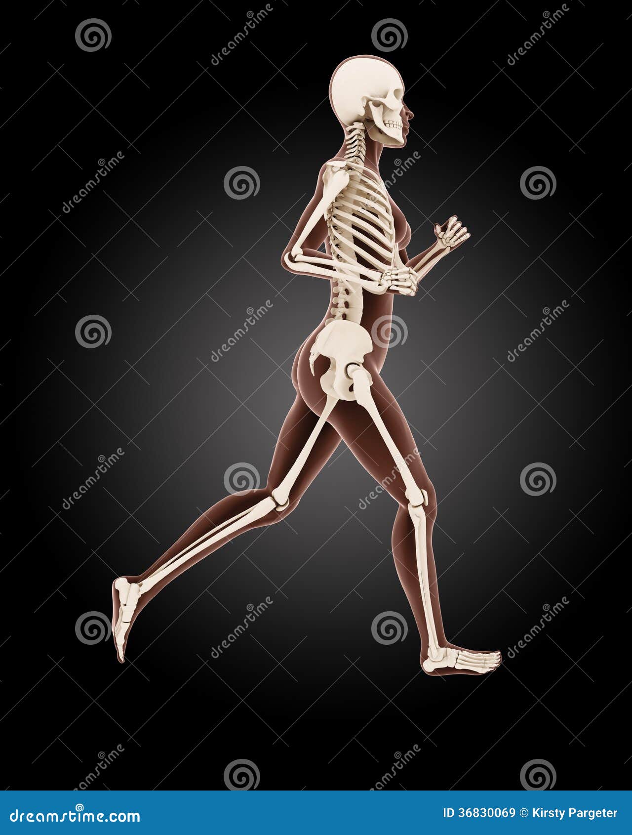 Running Female Anatomy Figure Pose With Muscles Cartoon Vector ...