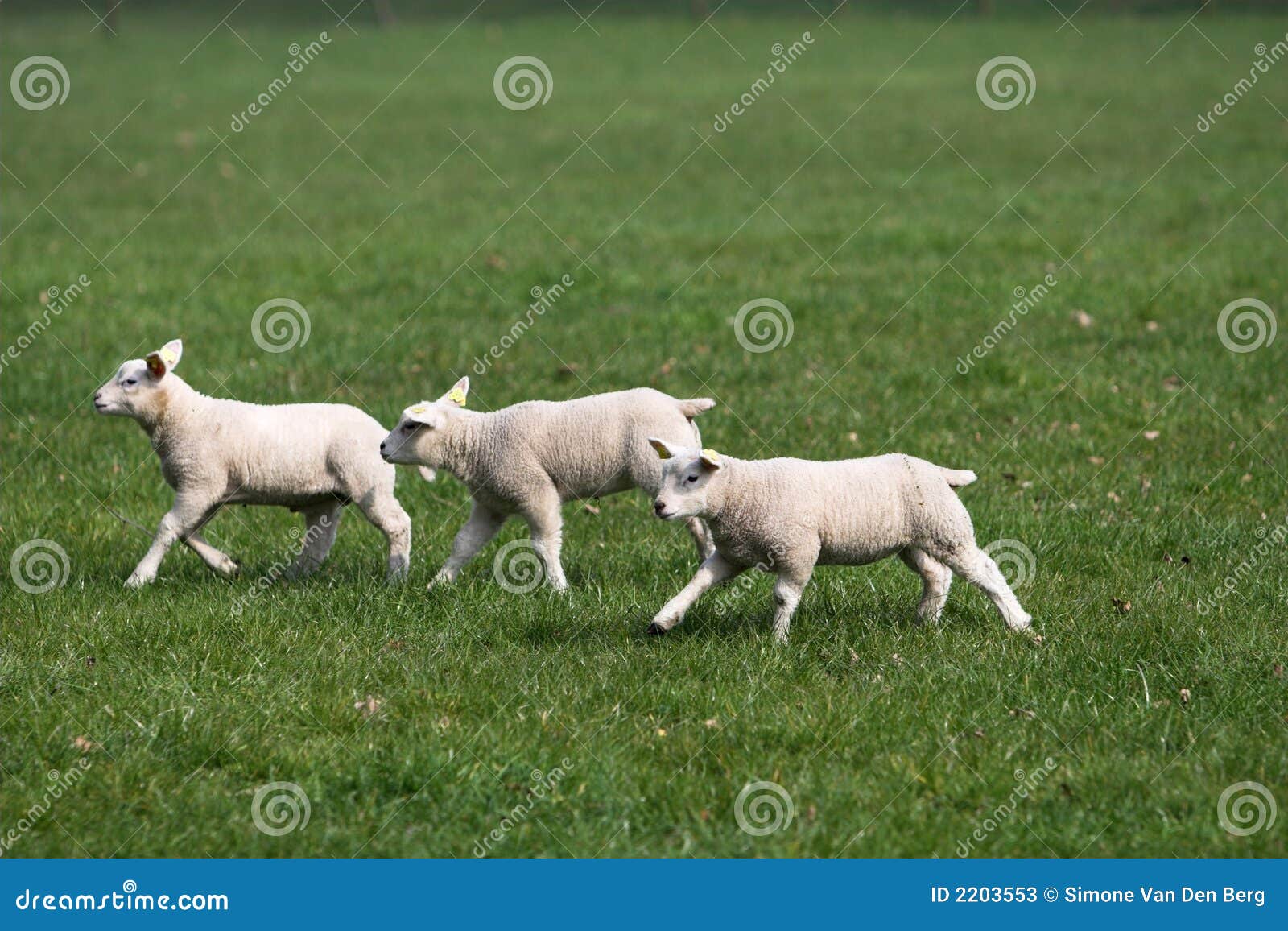 Running through the field stock image. Image of three - 2203553