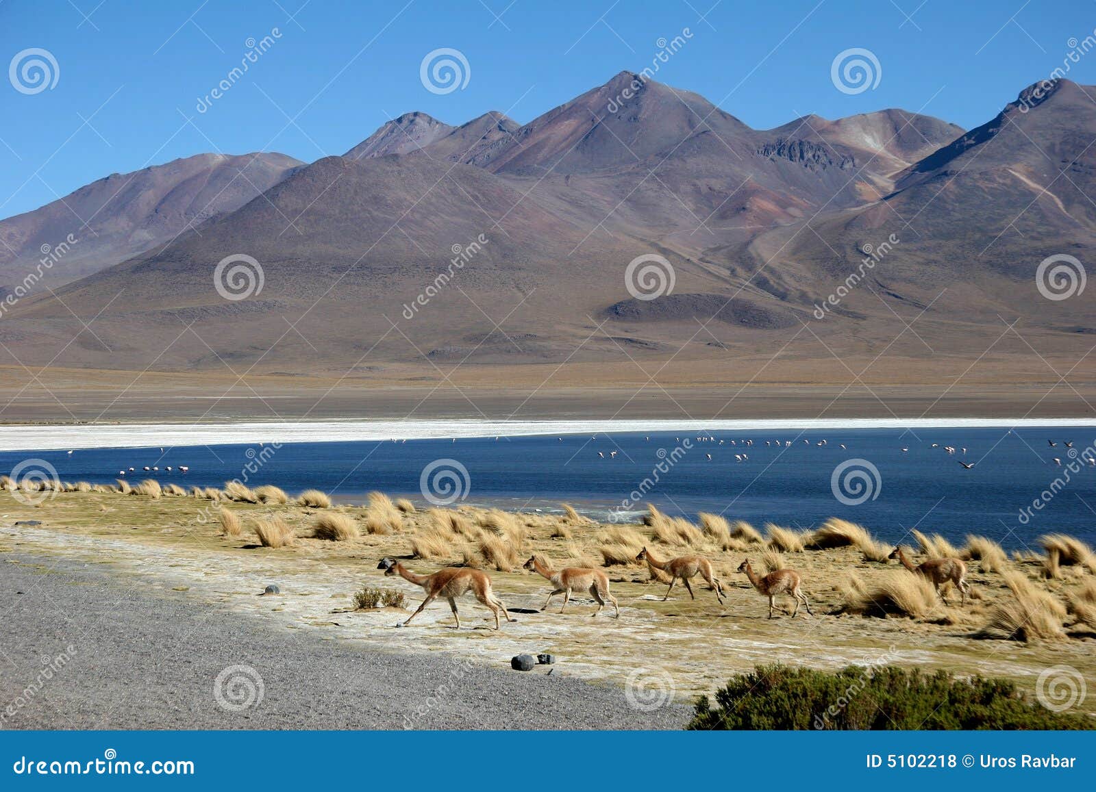 Running flock of llamas stock photo. Image of bolivia - 5102218