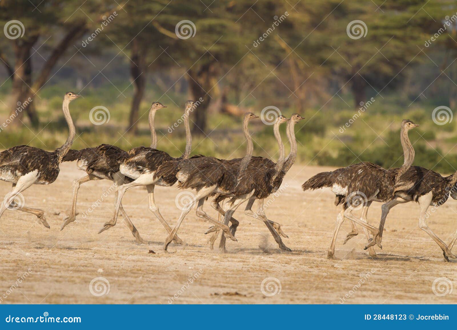 736 Ostrich Run Photos - Free & Royalty-Free Stock Photos from Dreamstime
