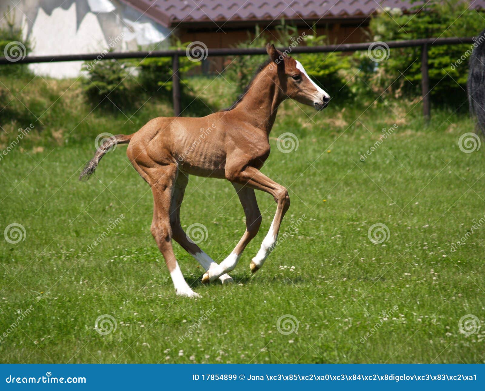Running foal stock image. Image of motion, brown, movement - 17854899