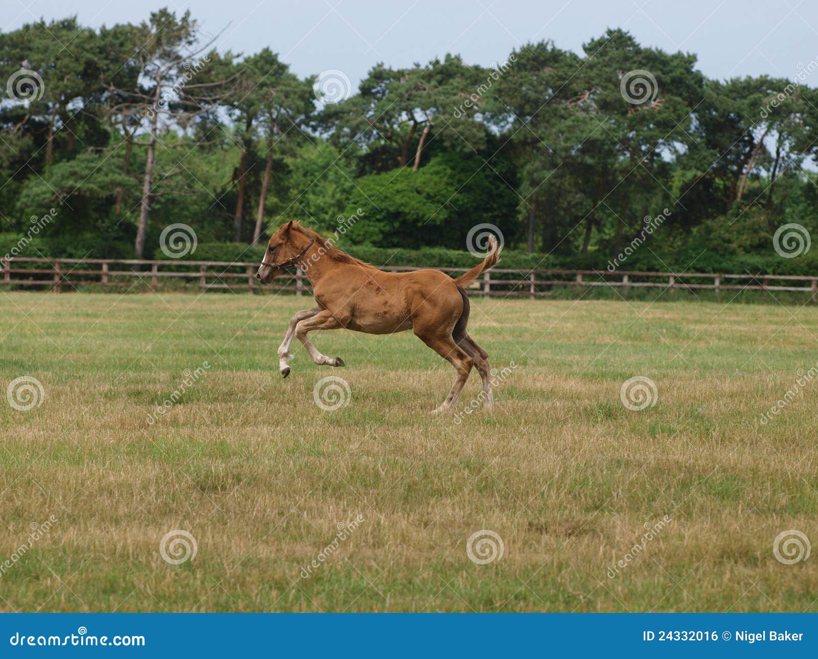 Running Foal stock photo. Image of horse, group, thoroughbred - 24332016