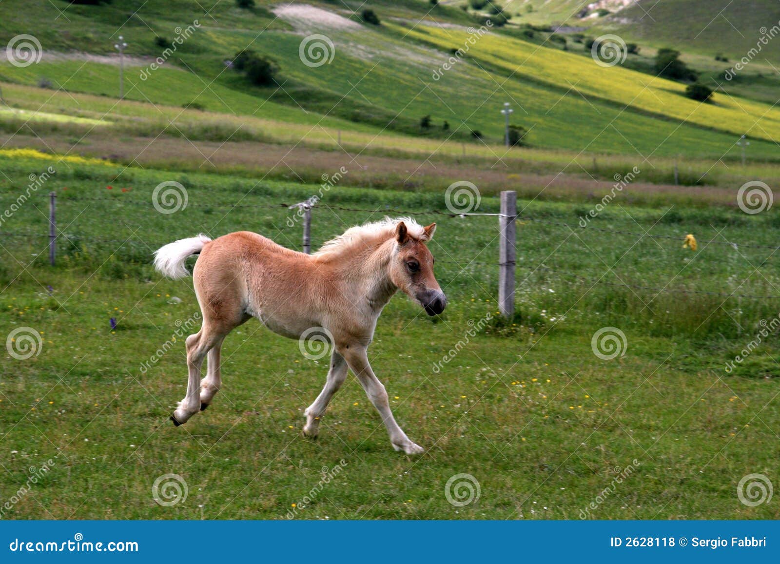 Running Foal Picture. Image: 2628118