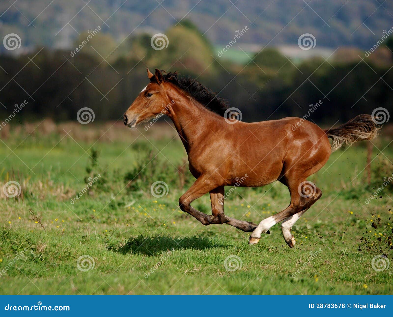 Running Foal stock photo. Image of baby, breed, horse - 28783678