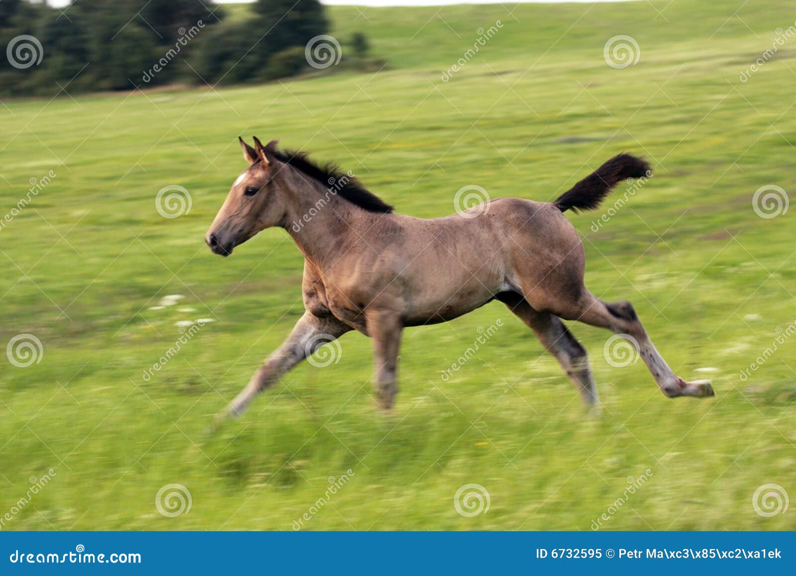 Running foal stock image. Image of foal, horse, farm, grey - 6732595