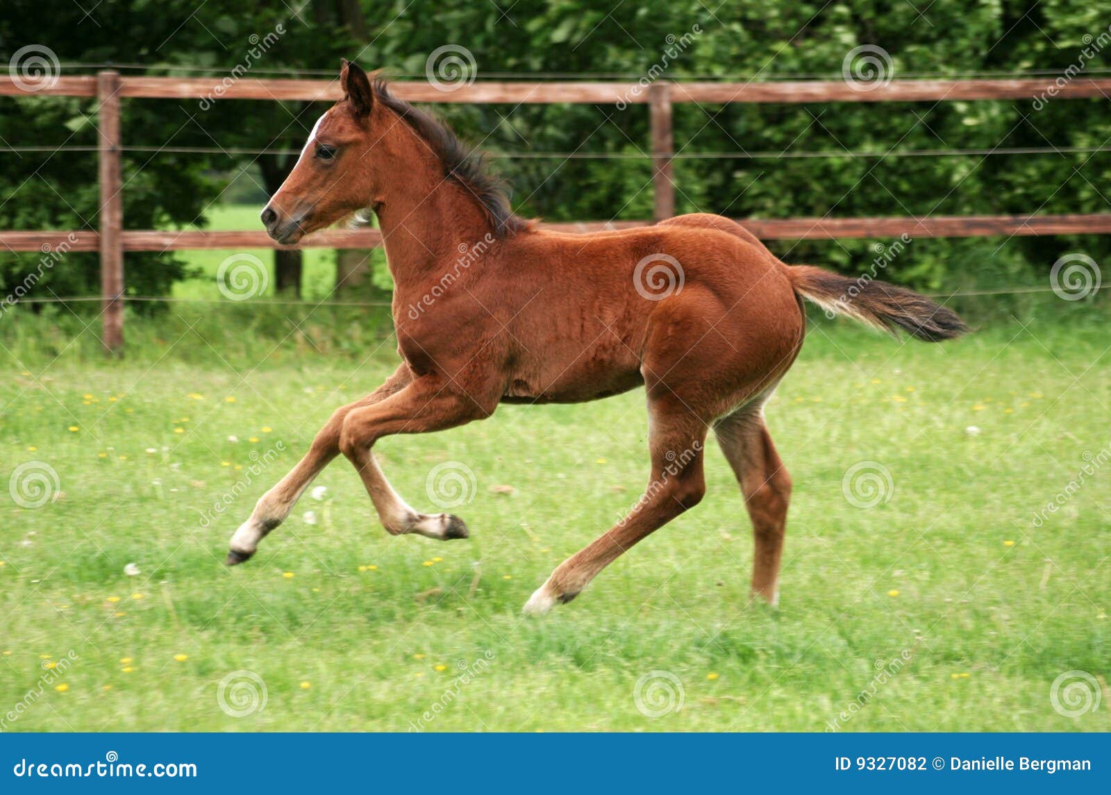 Running Foal stock photo. Image of green, animal, little - 9327082