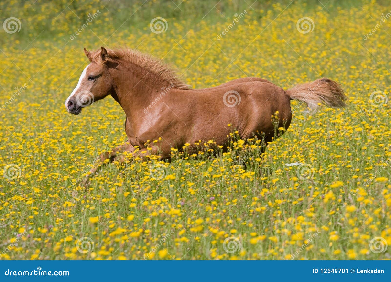 Running foal on meadow stock image. Image of spring, outside - 12549701