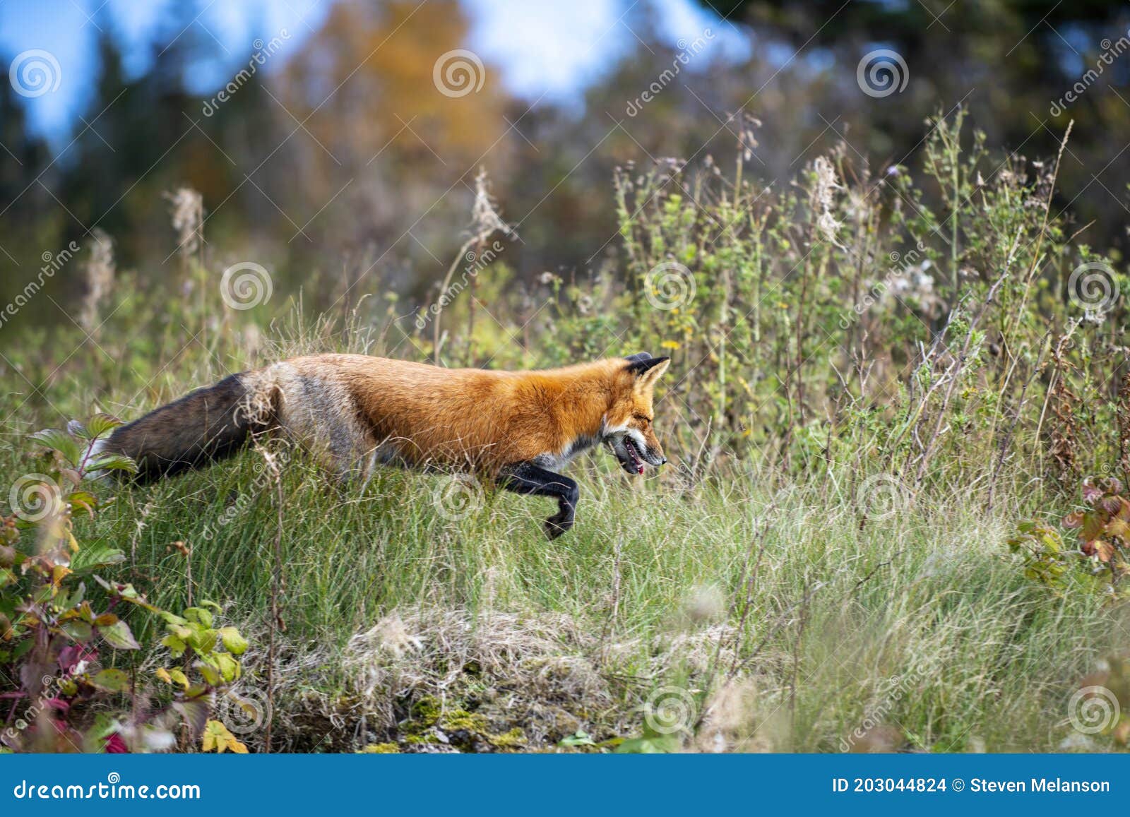 Running fox stock photo. Image of wilderness, countryside - 203044824