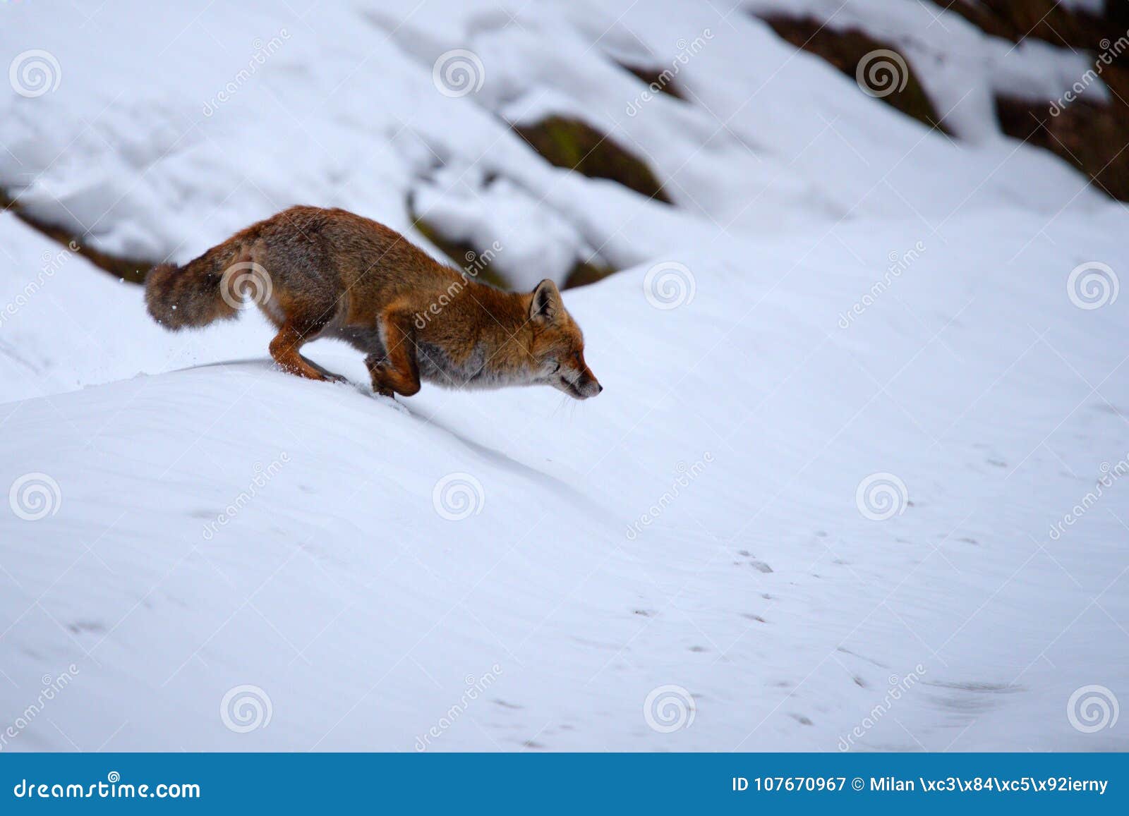 Running fox stock image. Image of winter, snow, running - 107670967