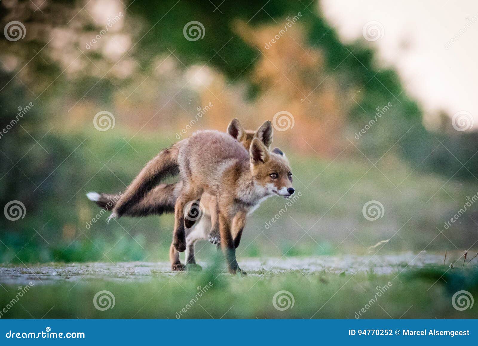 Running foxes stock photo. Image of intelligent, family - 94770252