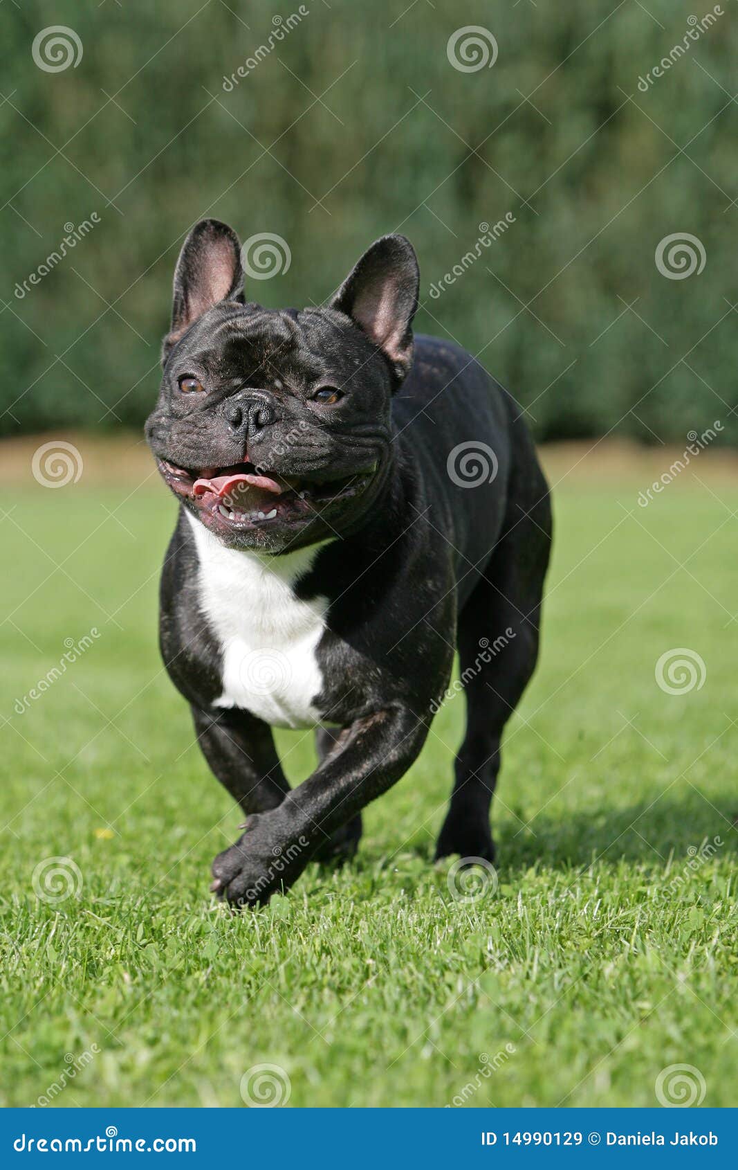 Running Frenchy stock image. Image of haired, away, close - 14990129