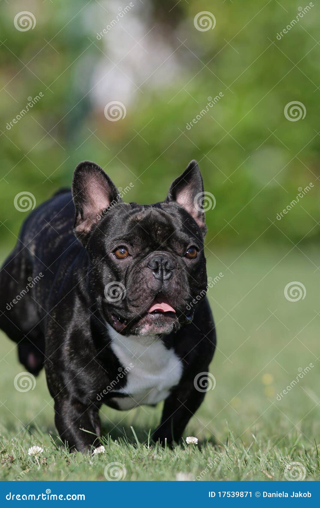 Running Frenchy stock image. Image of brown, head, fauna - 17539871