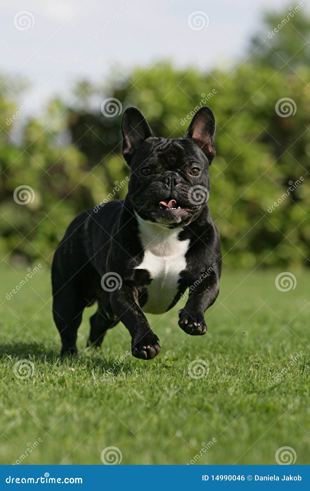 Running Frenchy bulldog stock photo. Image of brown, biology - 14990046