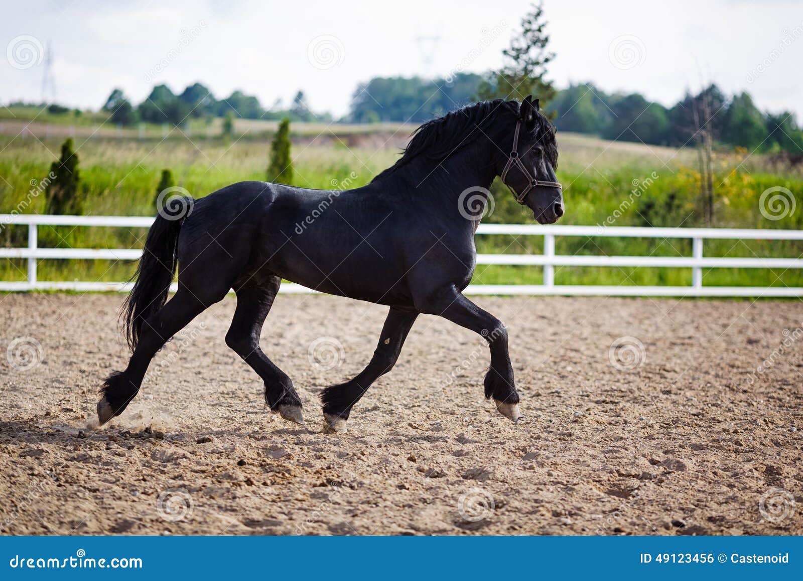 Running frisian horse stock photo. Image of grass, blowing - 49123456