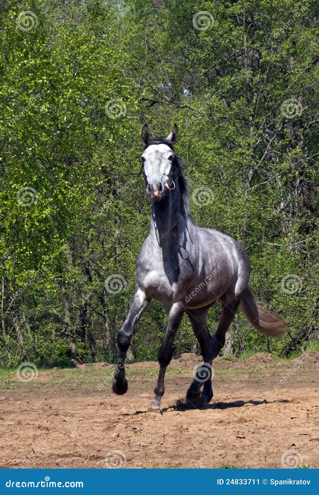 Running at full gallop stock image. Image of gallop, walking - 24833711