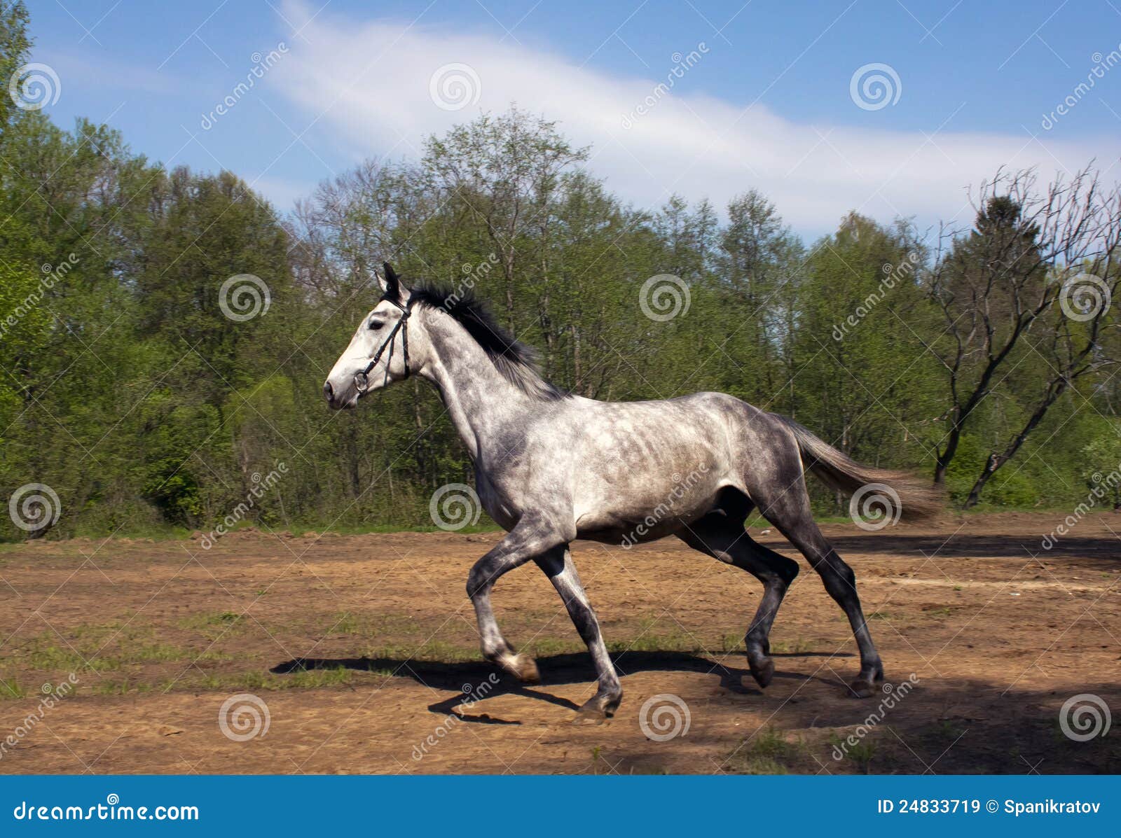 Running at full gallop stock image. Image of horses, gallop - 24833719