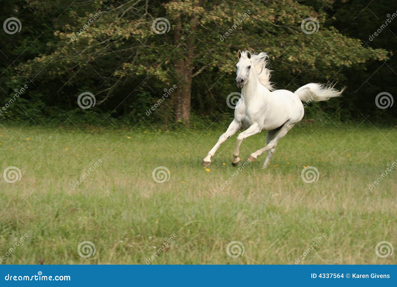 Running full speed stock photo. Image of field, farm, stepping - 4337564